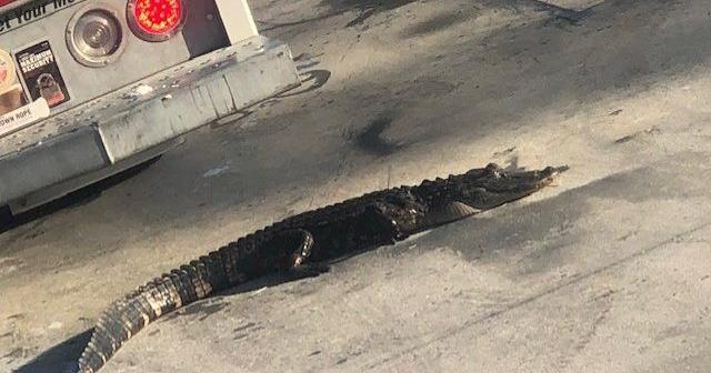 Man bitten while trying to remove alligator from Englewood East ...