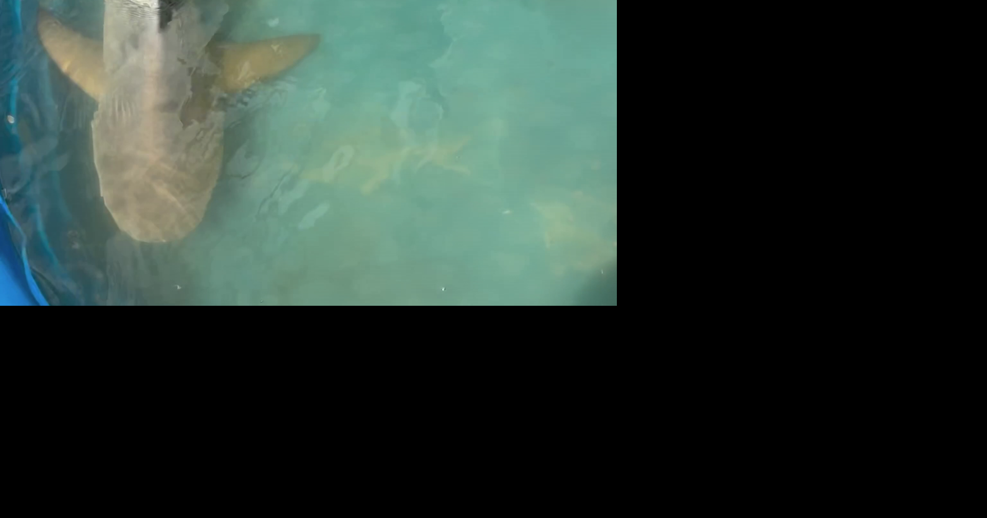 Shark tagging in Ten Thousand Islands reveals crucial restoration data ...