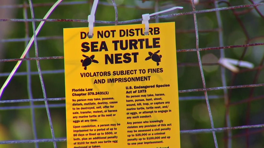 FWC shares reminders to protect turtle hatchlings | News | winknews.com