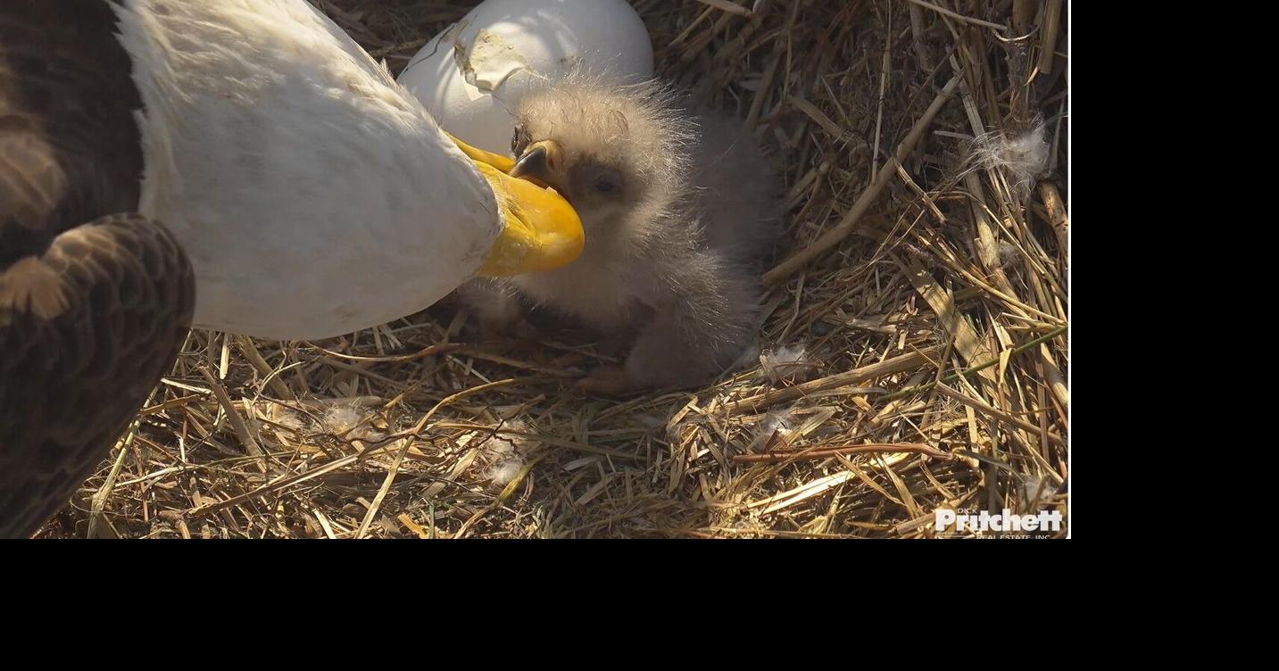 eagle egg hatching process