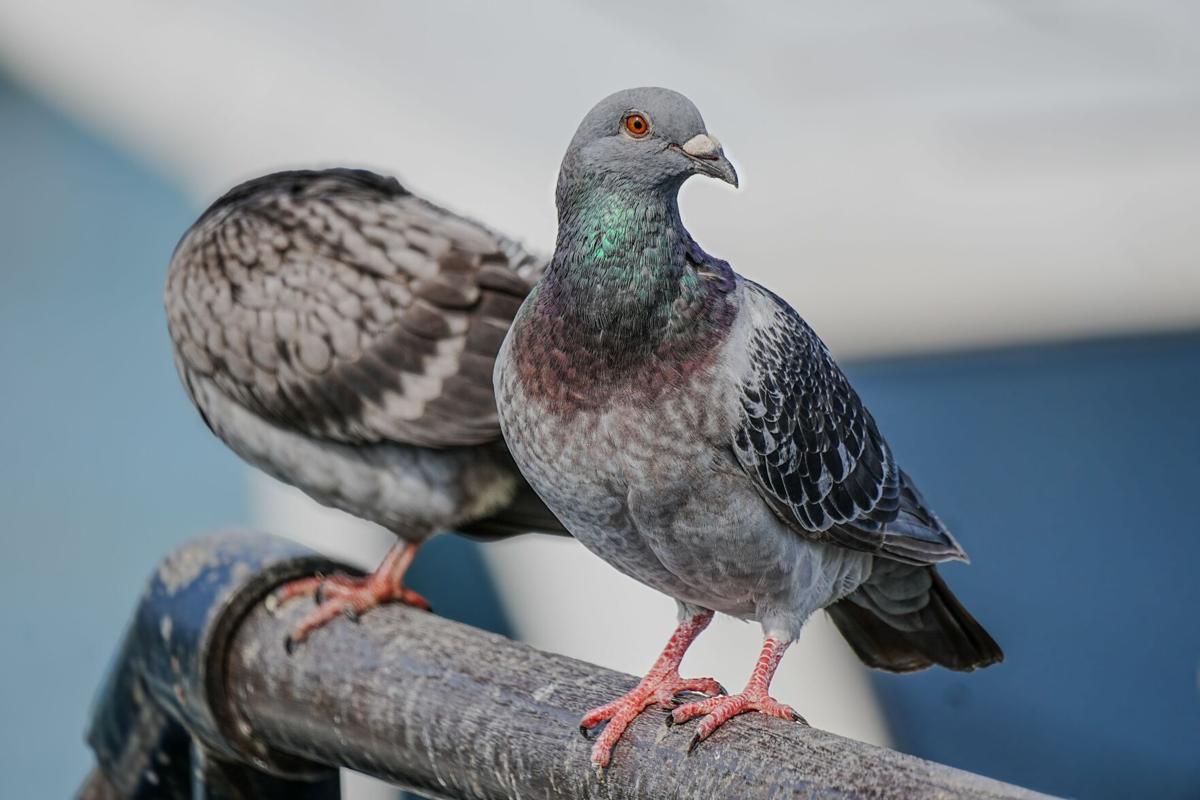 City of Dauphin approves pilot to humanely reduce pigeon population ...