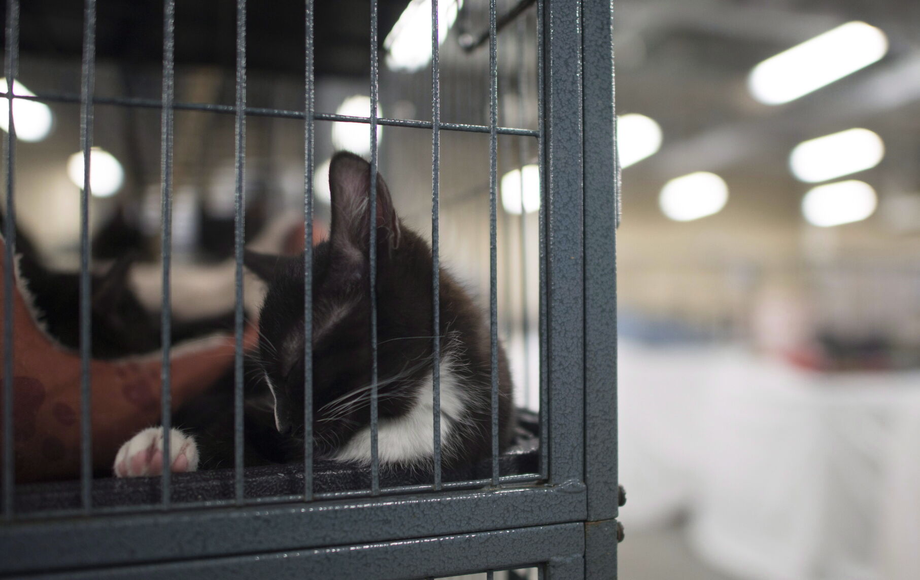 B.C. woman pleads guilty to attempting to euthanize cat with fentanyl ...