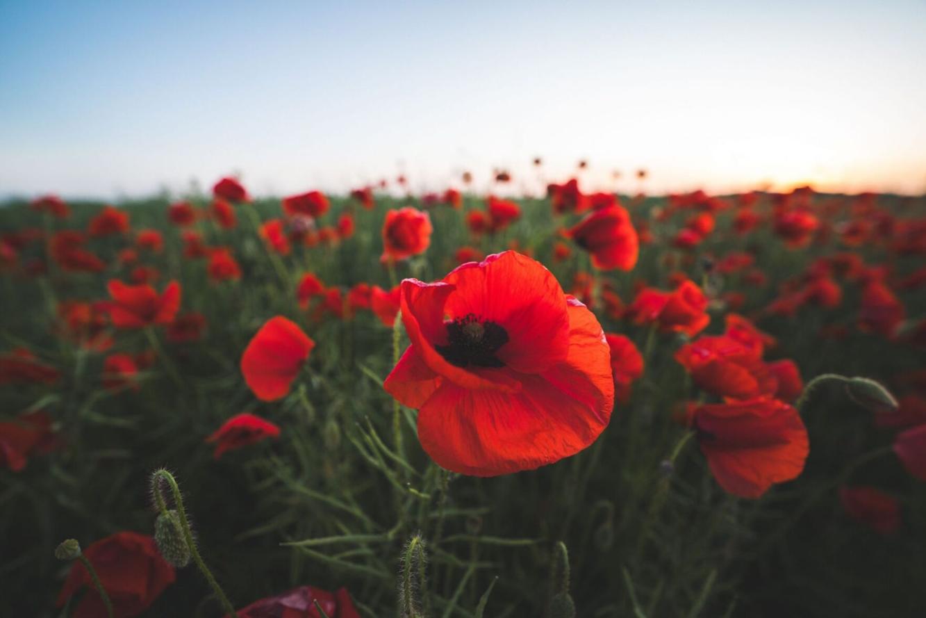 HEATHER KLEIN: Equality means one poppy for all | Opinion | winnipegsun.com