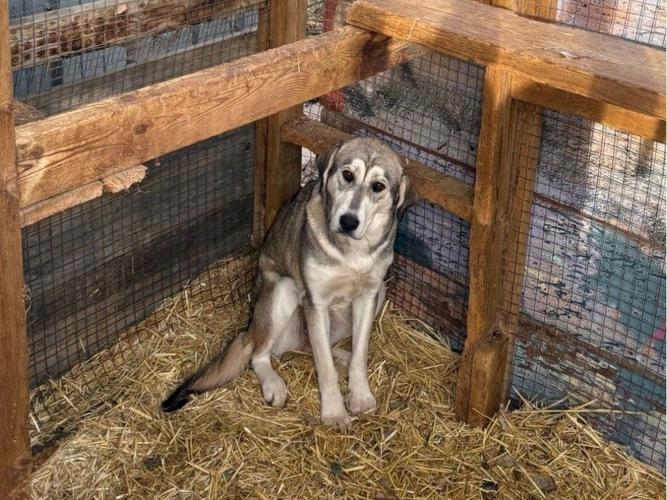 Nearly 300 animals in ‘extremely poor’ condition saved from northern ...