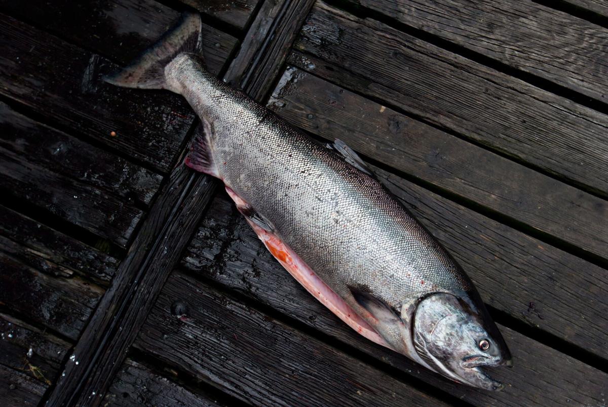 Cocktail of pills, caffeine and fire retardant put B.C. chinook salmon ...