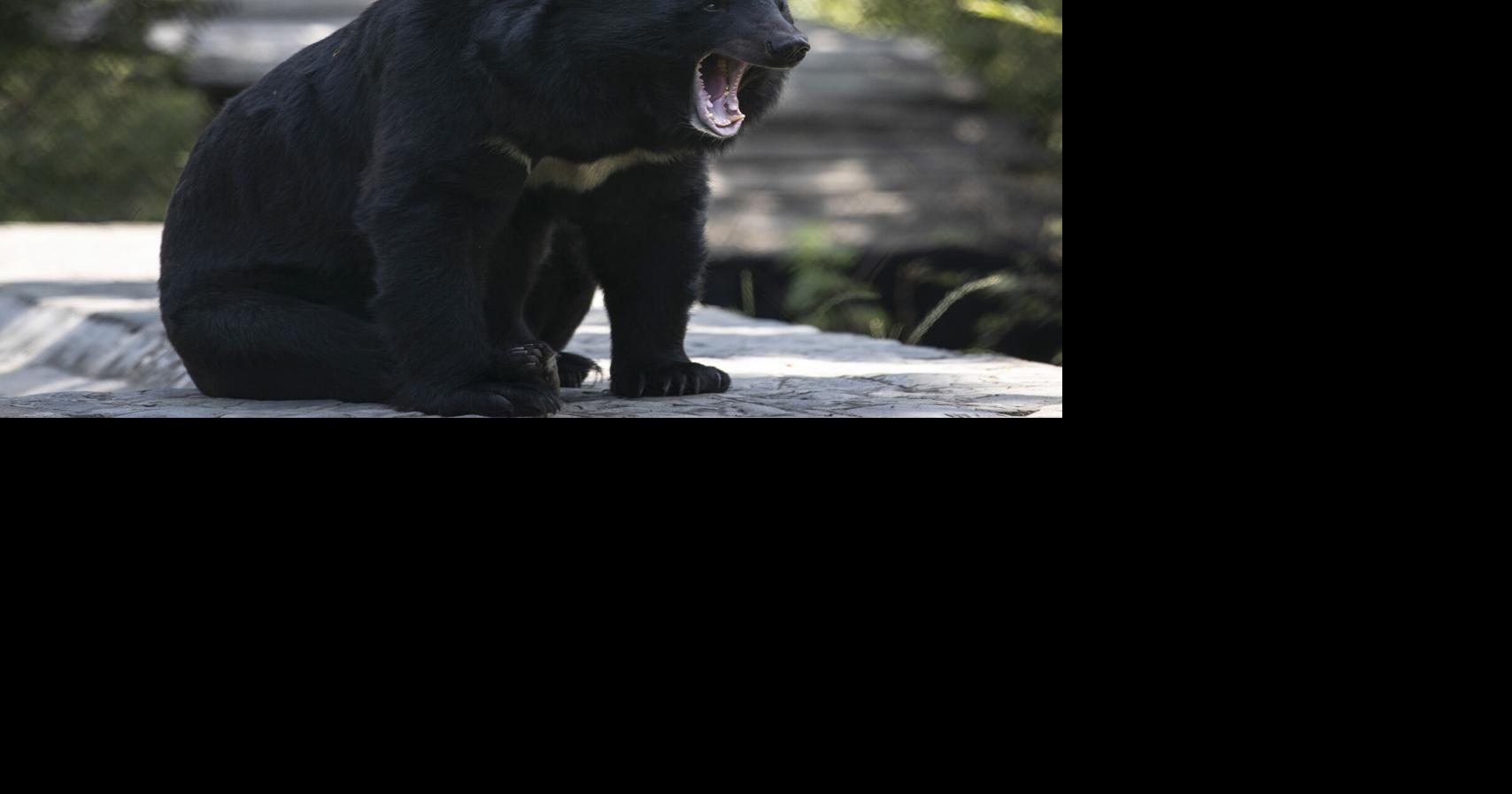 Conservation officers in B.C. remove metal stove pipe stuck on bear's ...