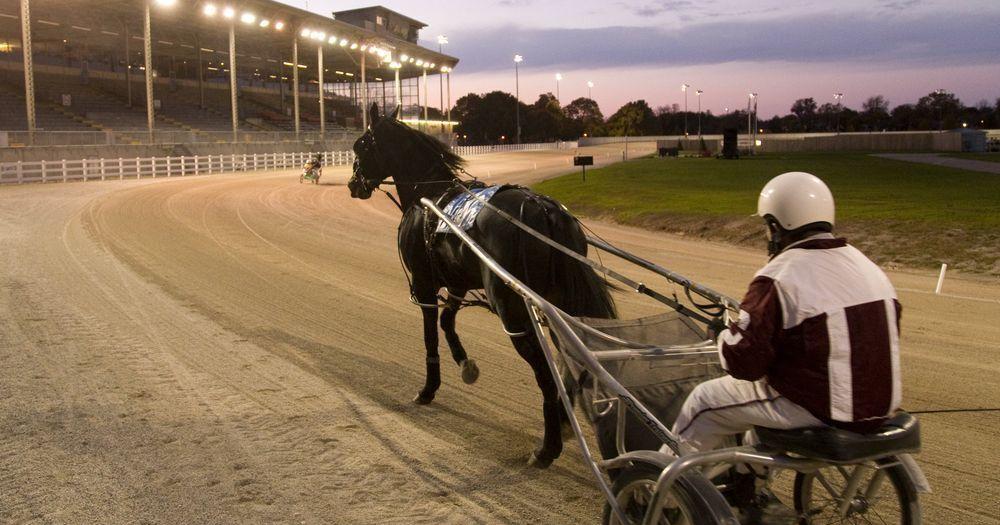 Former Ontario government shut down profitable venture for horse breed ...