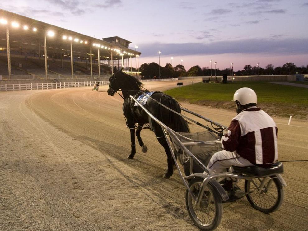 Former Ontario government shut down profitable venture for horse breed ...