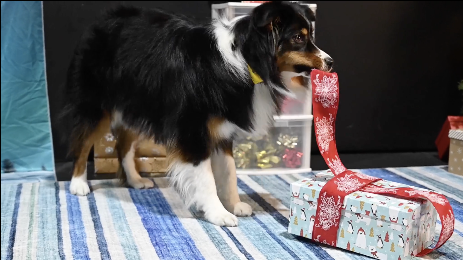Winnipeg Dogs Learn to Wrap Gifts for Holiday Charity Drive | News ...