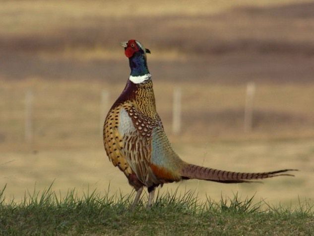 Norfolk to stage fall pheasant hunt | Kenora | winnipegsun.com