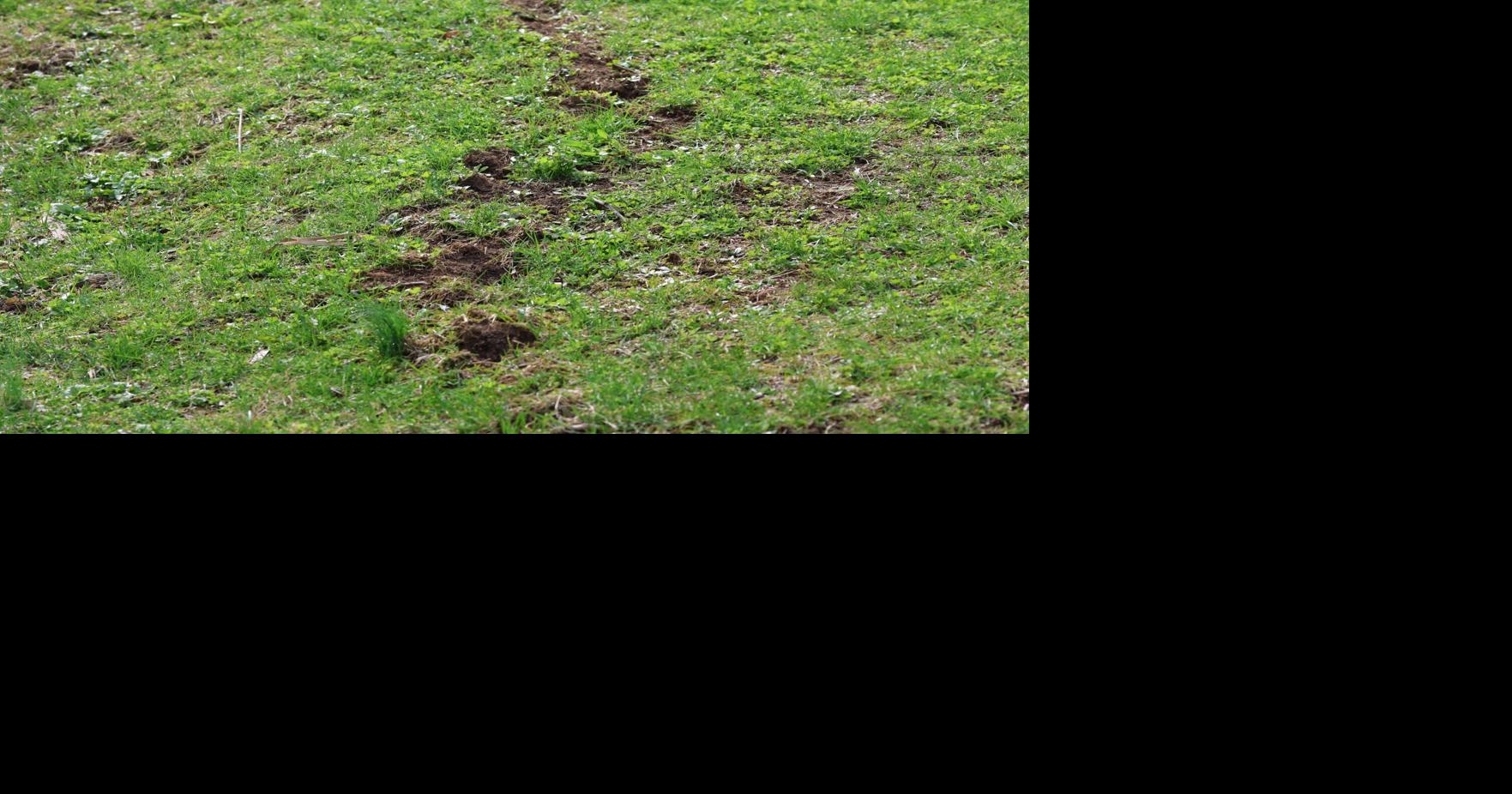 Tips for maintaining a healthy lawn to prevent mole damage | Top 5 ...