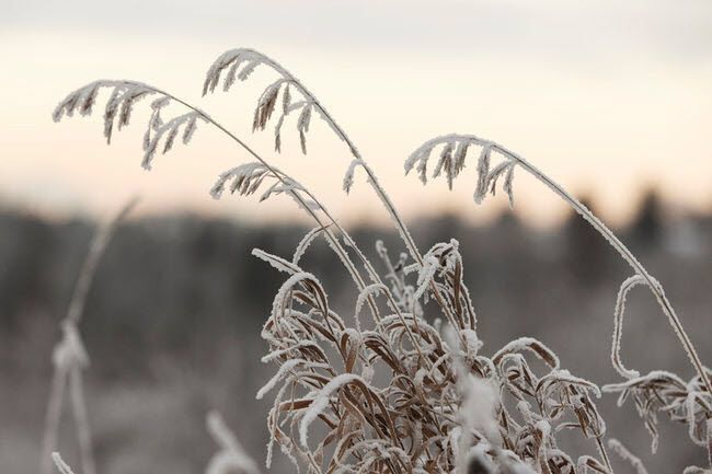 Frost warning issued for Timmins area | Kenora | winnipegsun.com