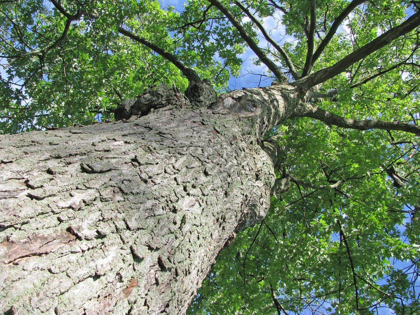 Tree cover recommendations include ALUS program | Kenora | winnipegsun.com