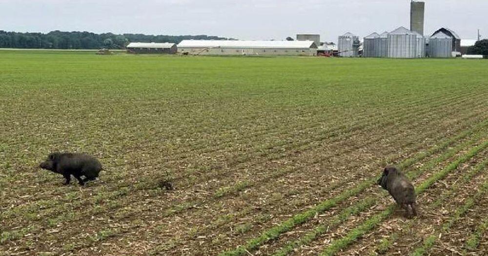 Province continues fight against invasive wild pigs | Kenora ...