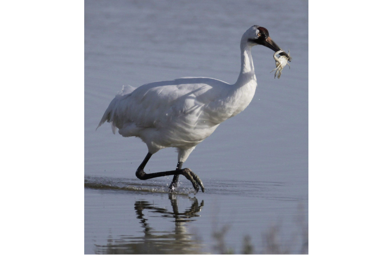 Bird flu positive: Endangered whooping cranes at risk | National News ...