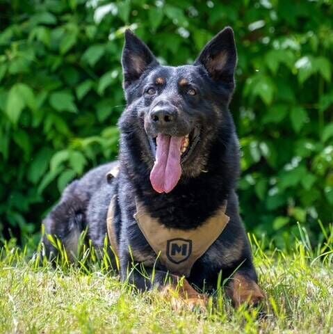 Police dog assists in arresting Dauphin man after break-in | Manitoba ...