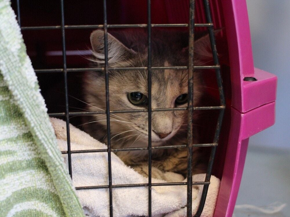 Letter to the editor: August 20, 2025 | Opinion | winnipegsun.com