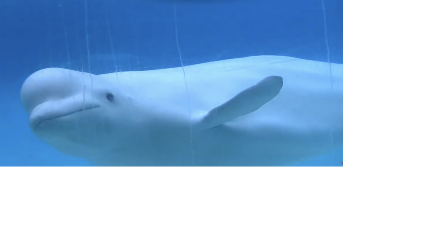 Carney’s Canada turns its back on Beluga Whales | Opinion | winnipegsun.com