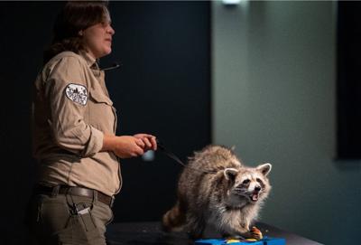 Get Wild with the Bruce County Museum & Cultural Centre! | Kenora ...