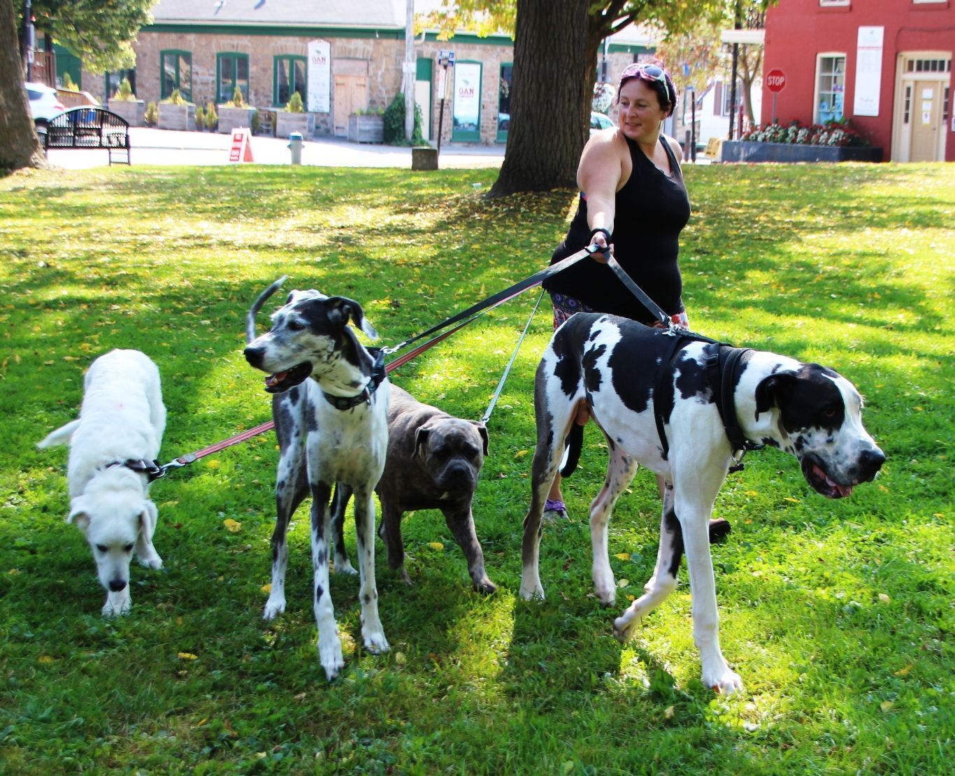 Puppies prowling and howling for local humane society | Kenora ...