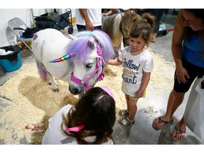 creature comforts pony