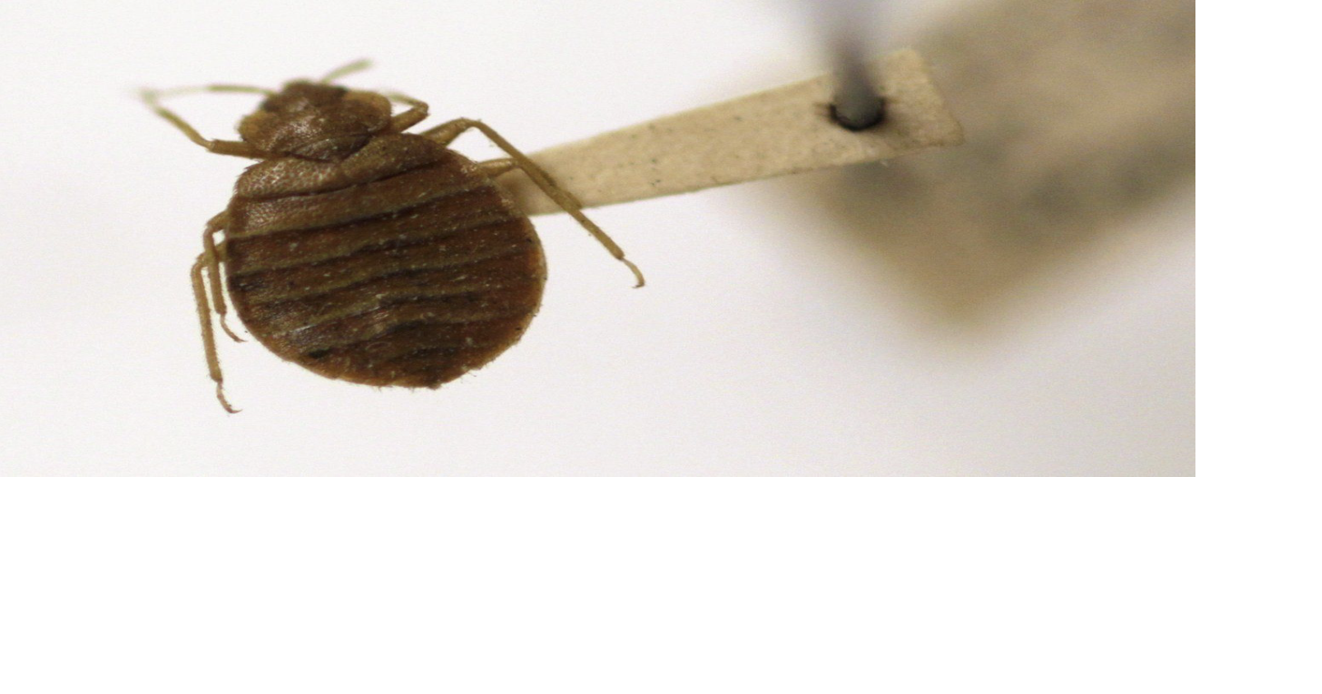 Hundreds of pests found in federal buildings as feds draft back-to ...