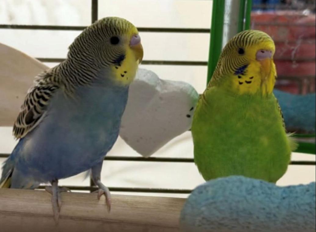 Budgies bring comfort and companionship to Rosewood Lodge | Manitoba ...