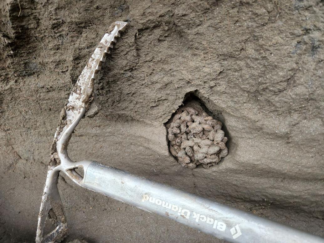 Ancient squirrel feces offer 'time capsule' of environment thousands of ...