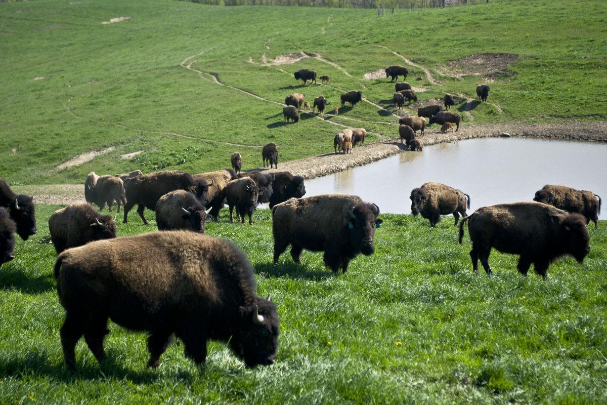 PHOTOS: Field Trip to Rockie Hill Bison Farm | Local | winonadailynews.com