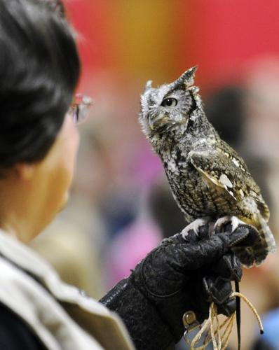 Owls wow festival crowd in Houston, Minn.