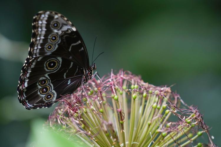 Italian museum recreates Tanzanian butterfly forest