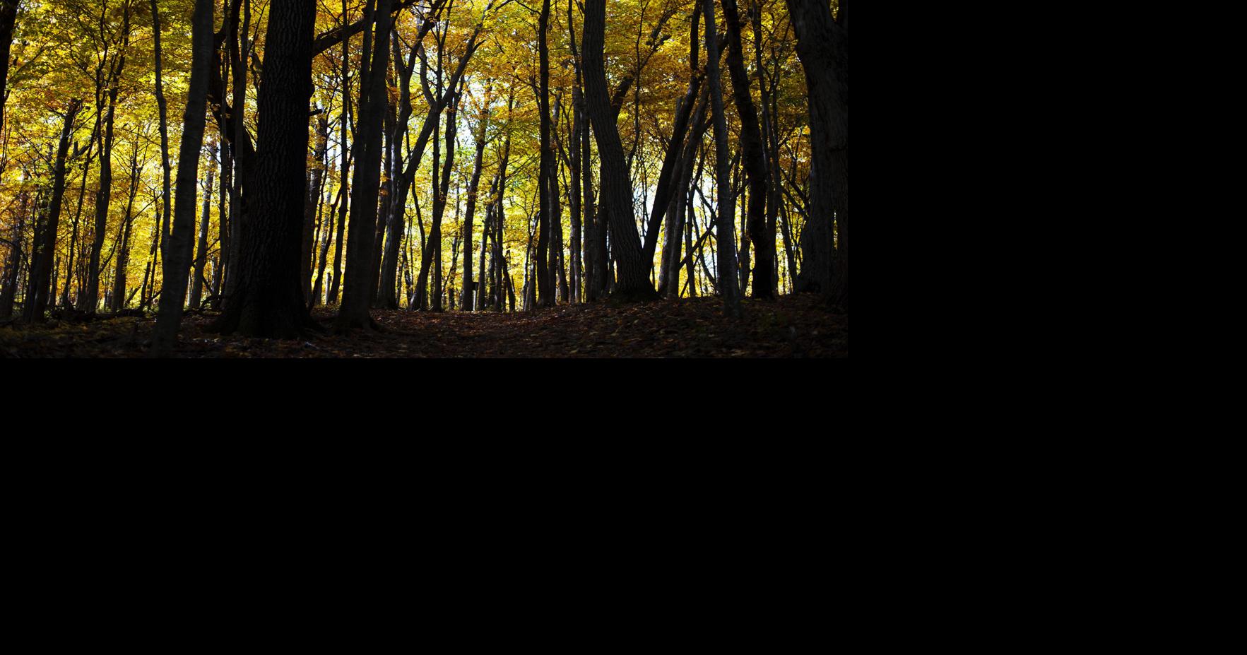 PHOTOS: Fall Colors in Winona