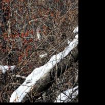 Invasive vine choking plants along Mississippi River