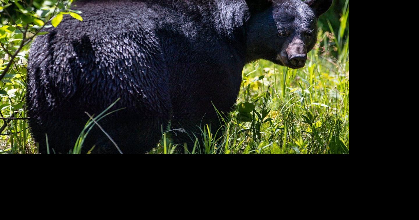 Has bird flu spread to bobcats, bears and deer in Minnesota? Research ...