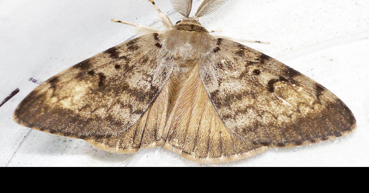 Second phase of gypsy moth aerial treatments begins late June in area ...