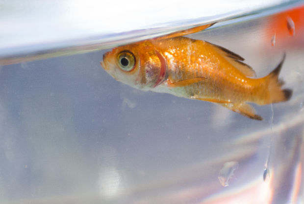 Lewiston Heartland Days minnow races