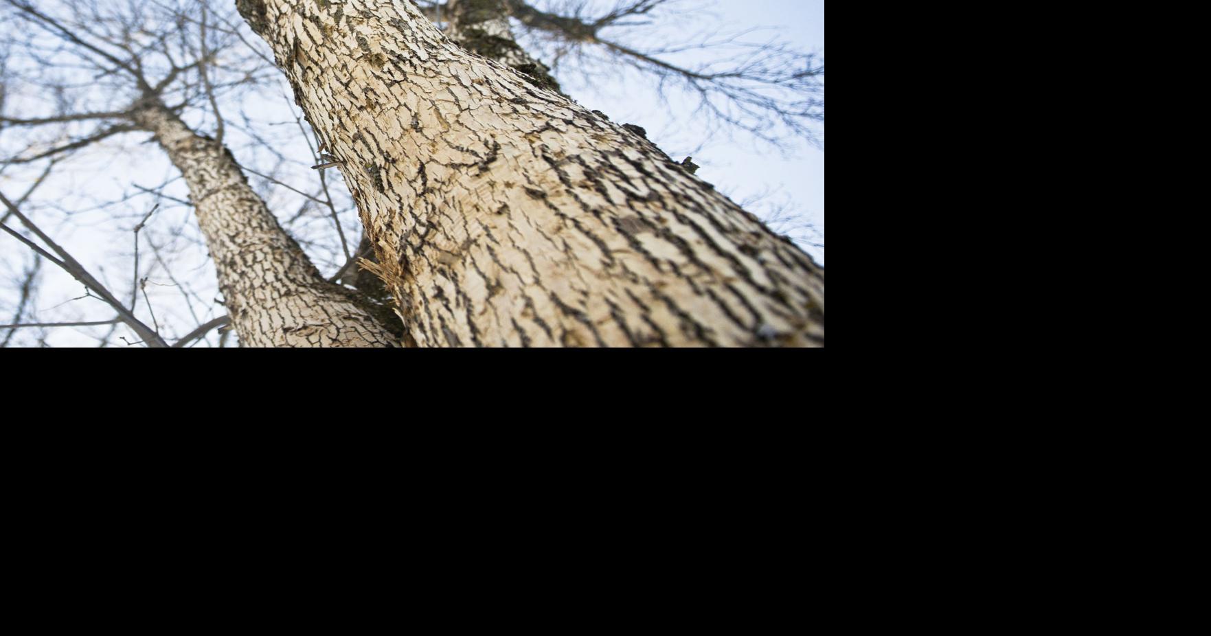 How to prevent sunscald on your trees this winter