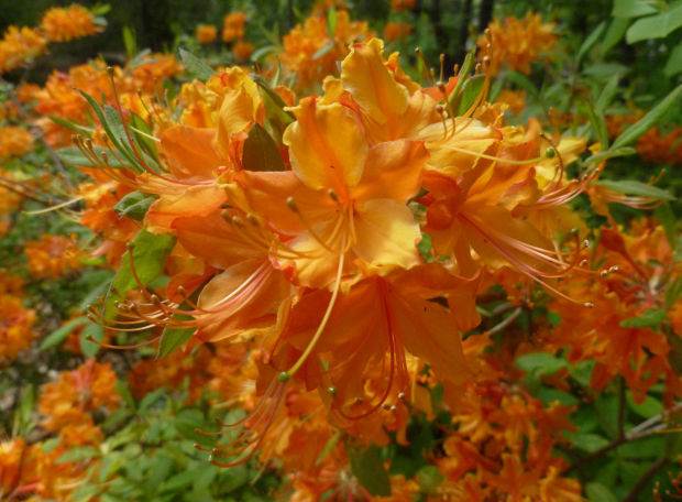 All-American azaleas: Try these native flowers for lovely color, scent