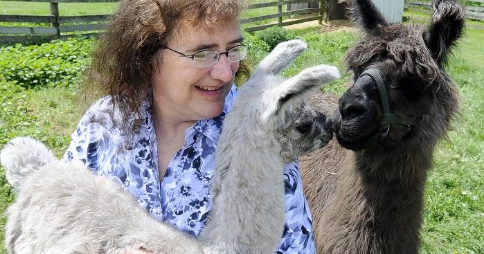 Love of llamas drives farmer’s medical recovery