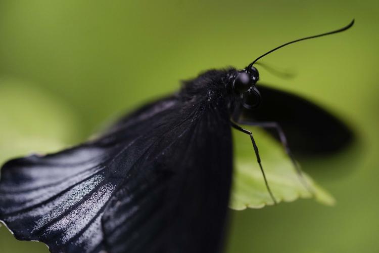 Italian museum recreates Tanzanian butterfly forest