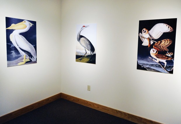 Birds of a feather shown together