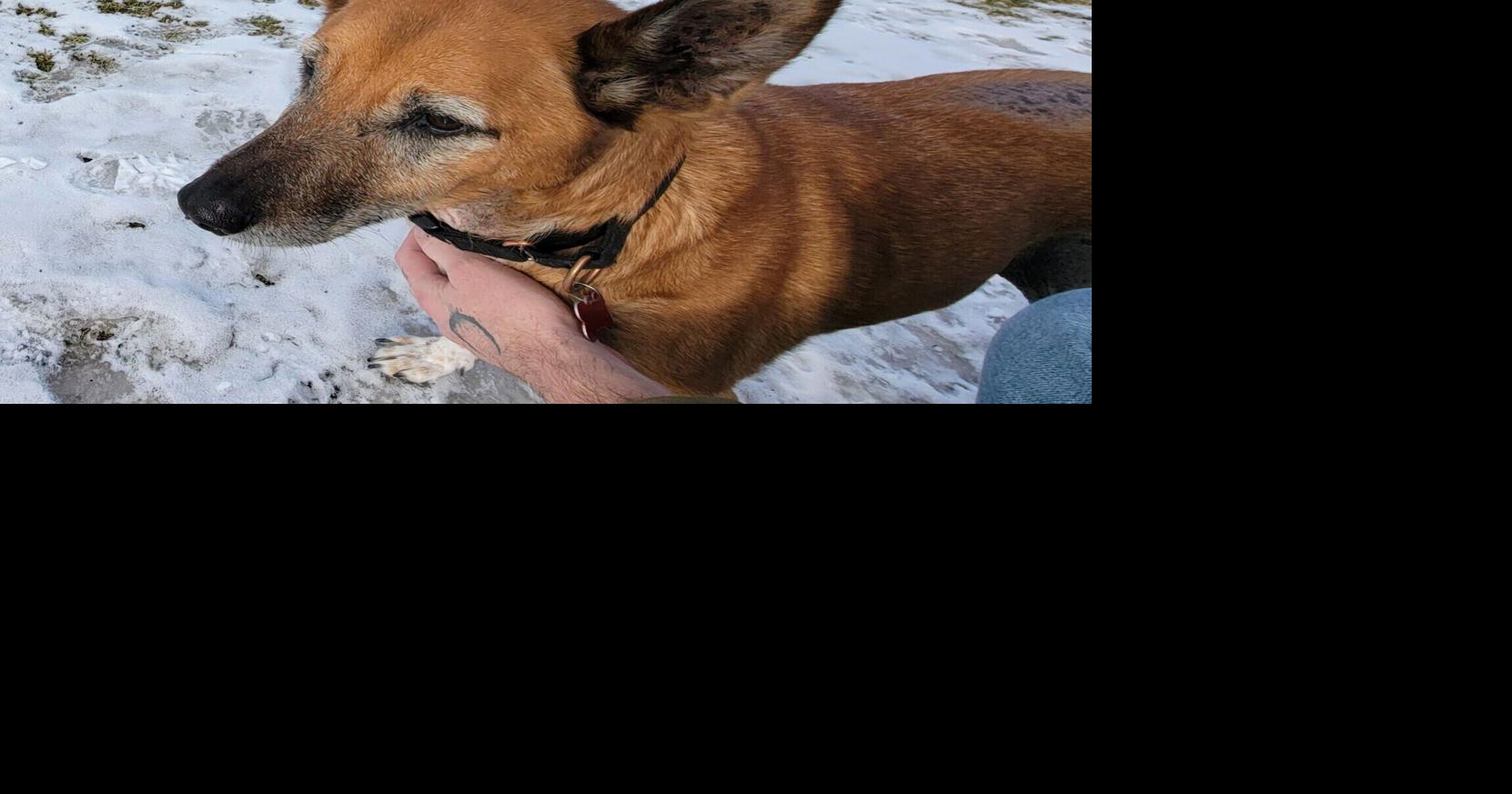 Little Bob and Clara – Pets of the Week