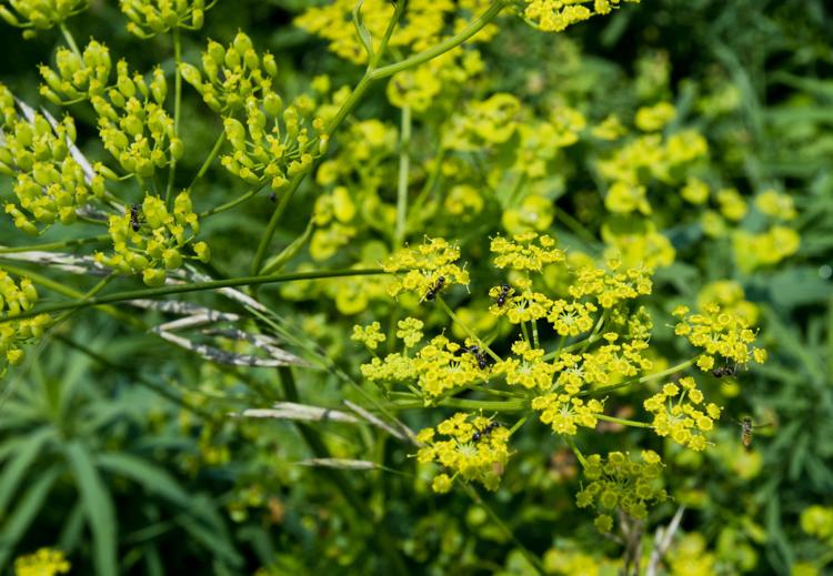 Wild parsnip causes uncomfortable skin rashes - Healthful Hints