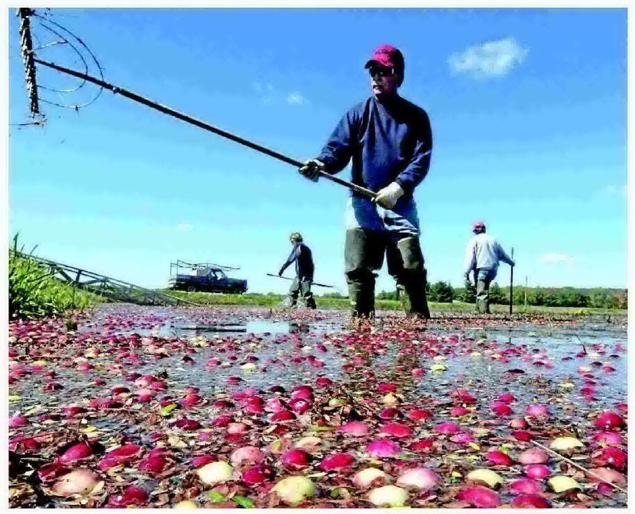 Wis. cranberry crop projected to rise