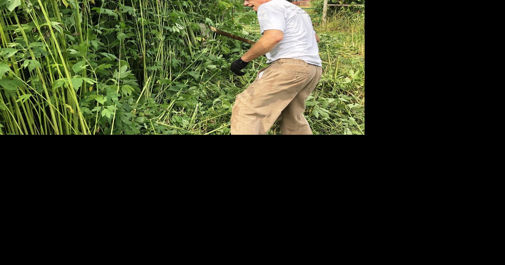 Chris Hardie: Invasion of the wild cucumber