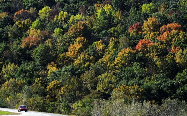 Turning colors: Area trees, leaves change it up