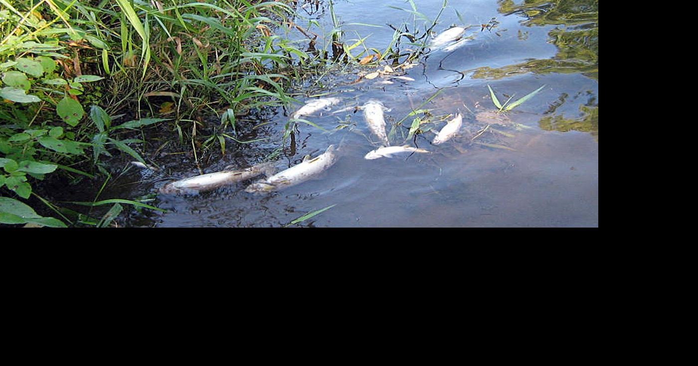 DNR: Whitewater trout stream that saw fish kill is recovering