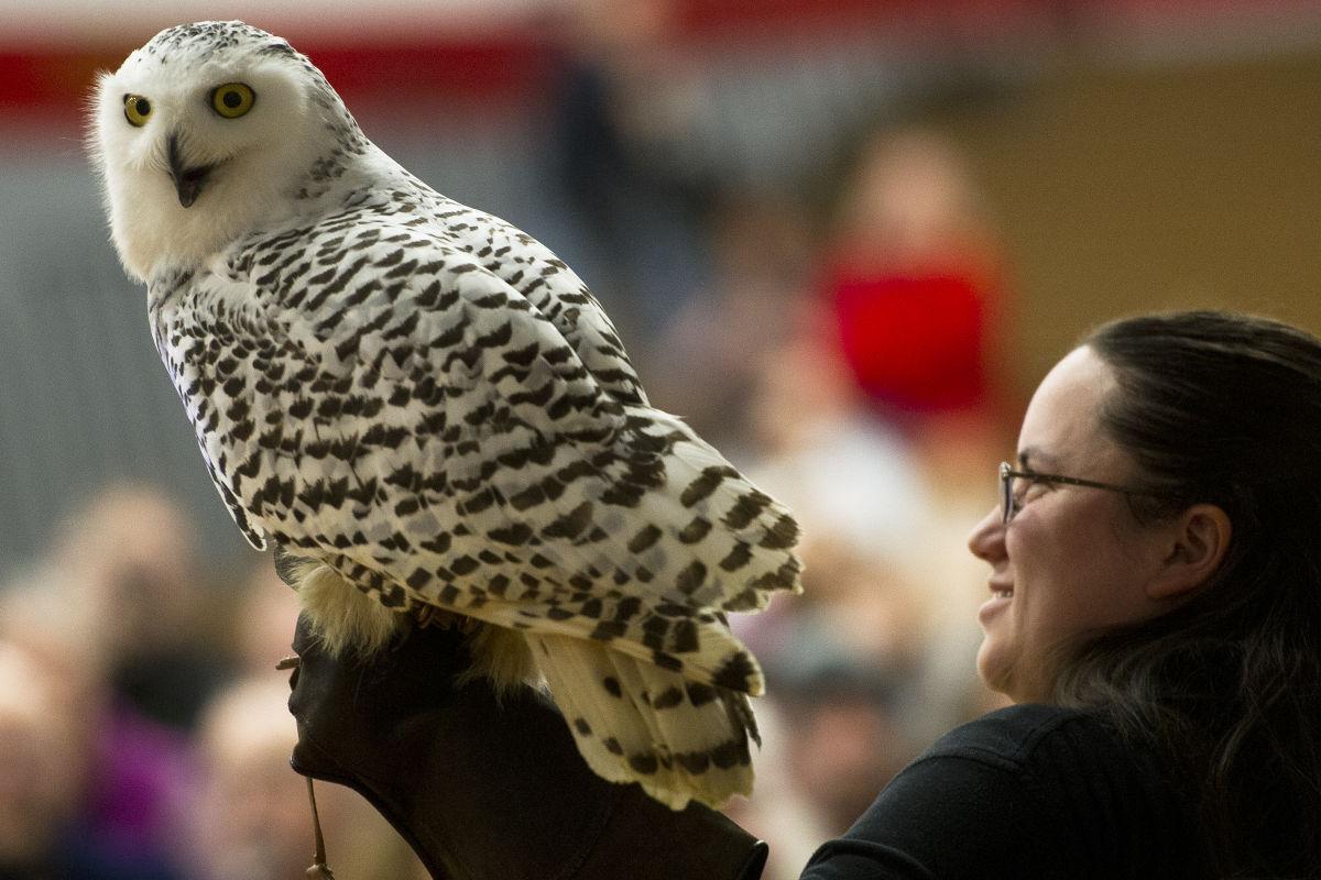Houston's International Owl Center to hold free visits Jan. 21-22