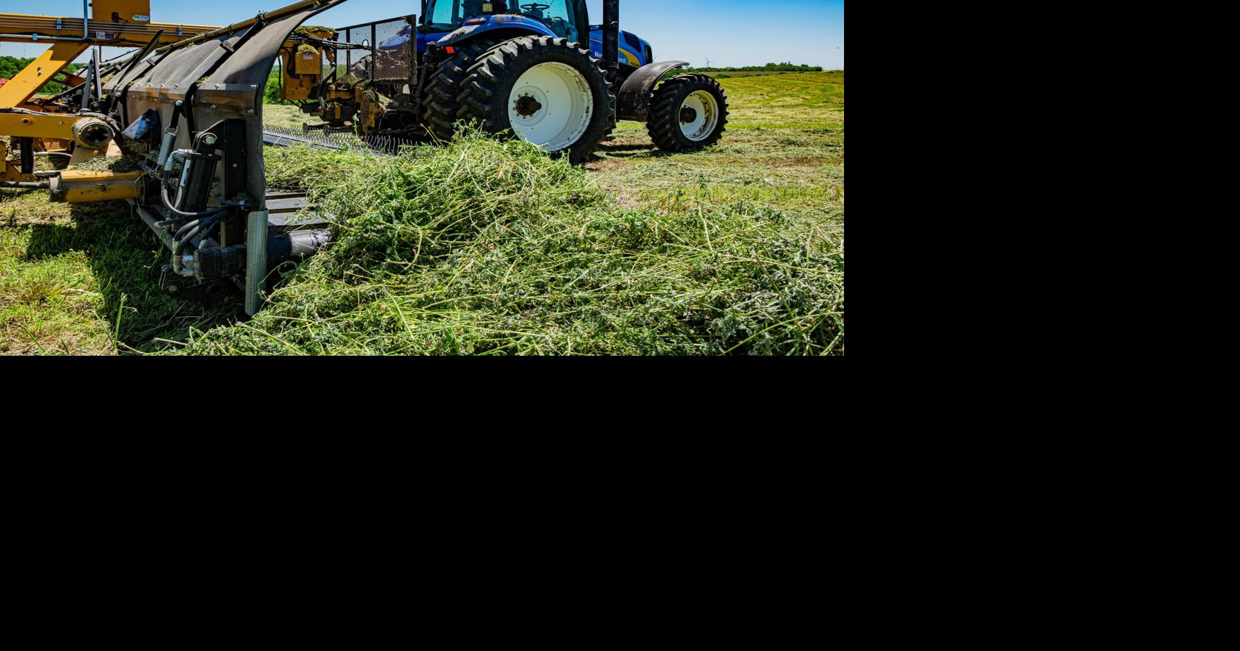 What to consider when seeding mid-July to early August alfalfa