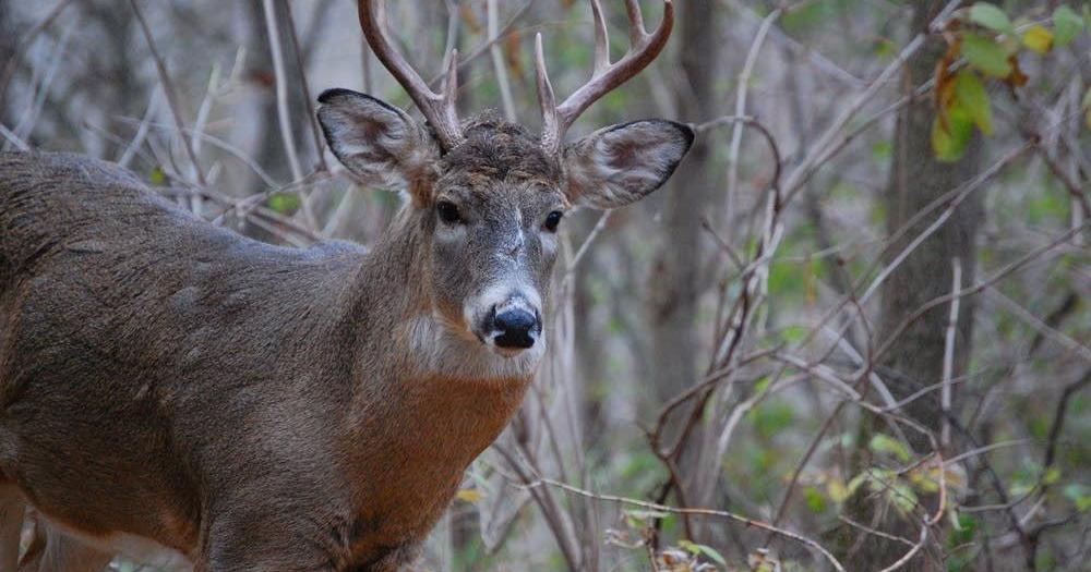 Minnesota hunters asked to observe deer gut piles